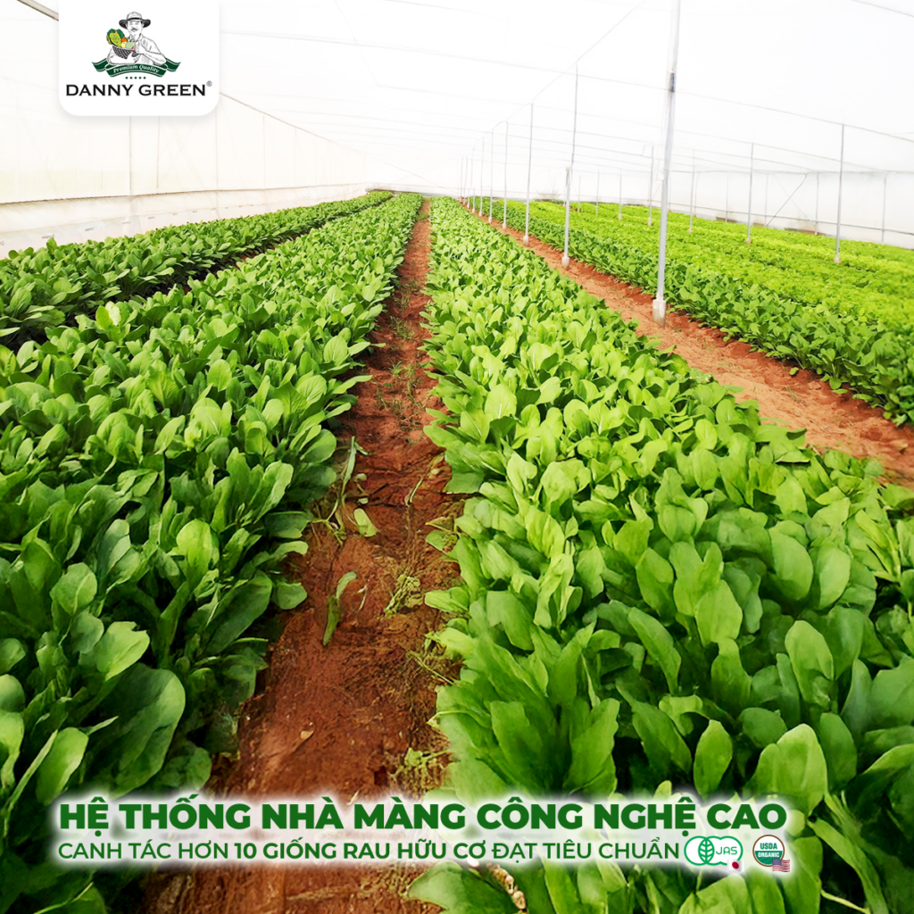RAU HỮU CƠ DANNYGREEN: TỐT CHO NGƯỜI CAO TUỔI - DannyGreen